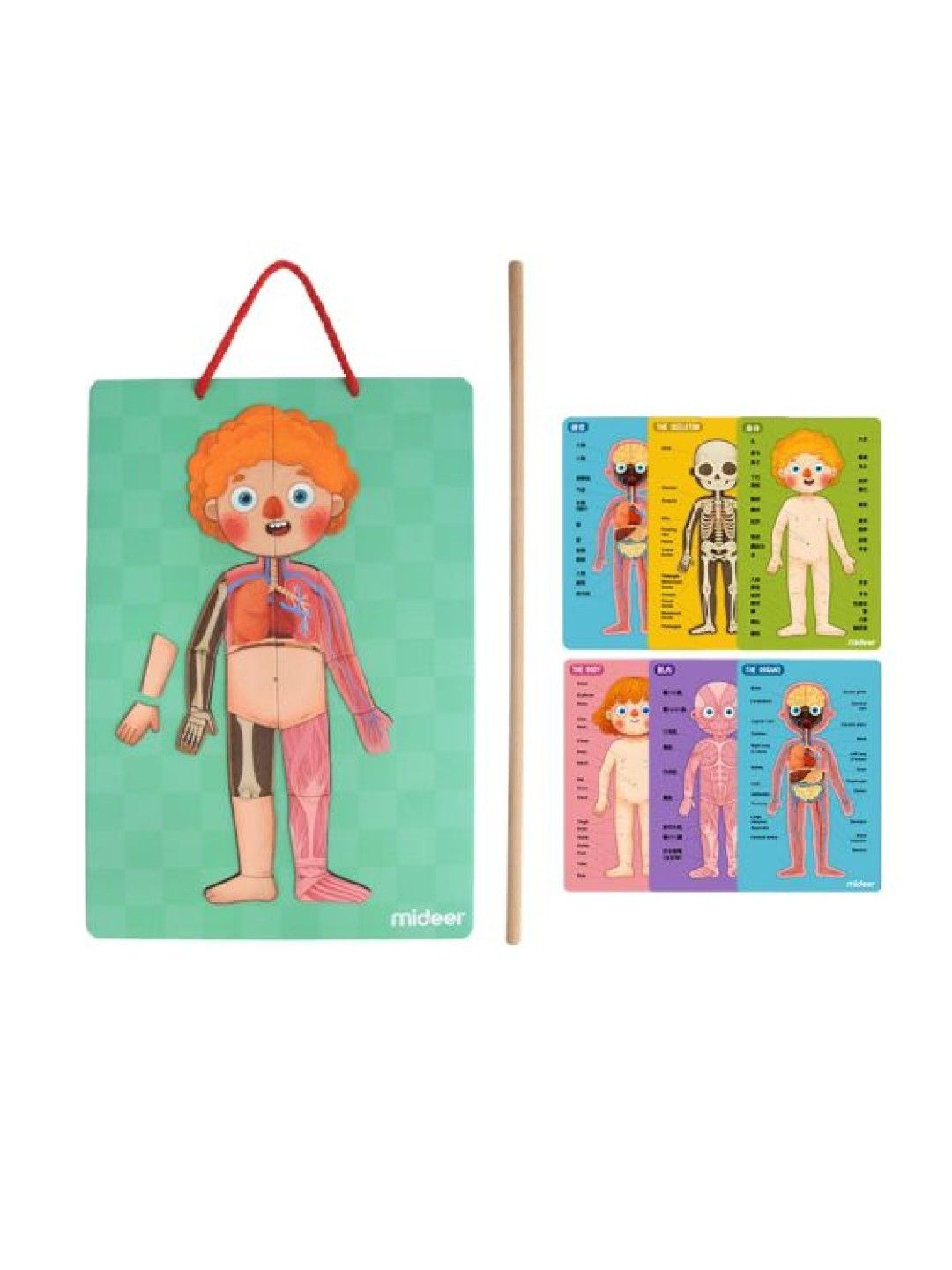 MiDeer Human Body Magnetic Puzzle | edamama